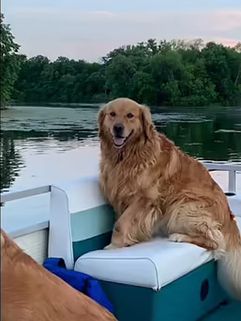 Past puppies - Fields of Gold - Golden Retriever’s