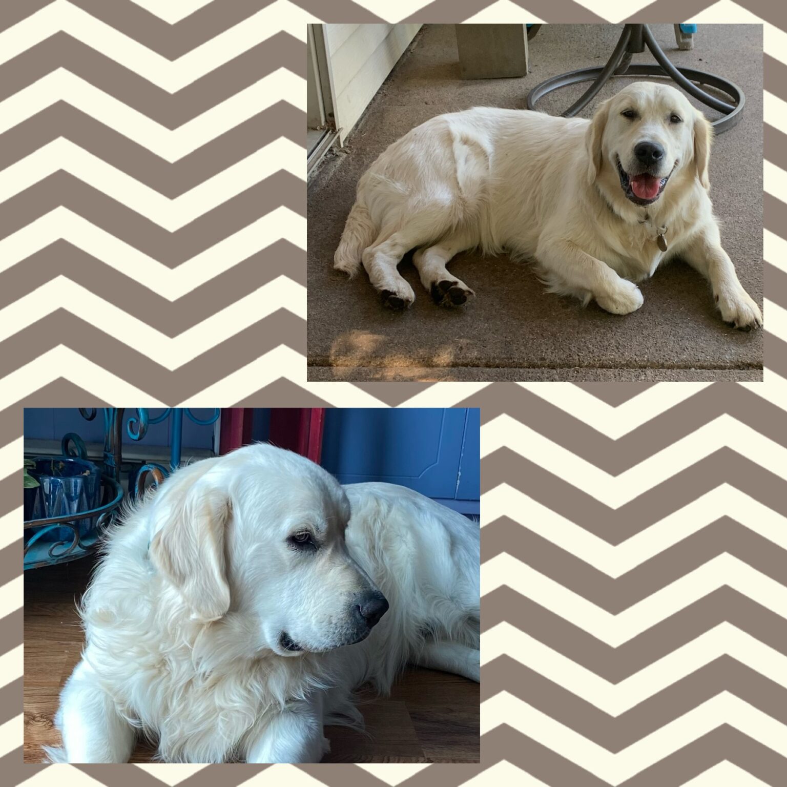 Lily & Reece - Fields of Gold - Golden Retrievers