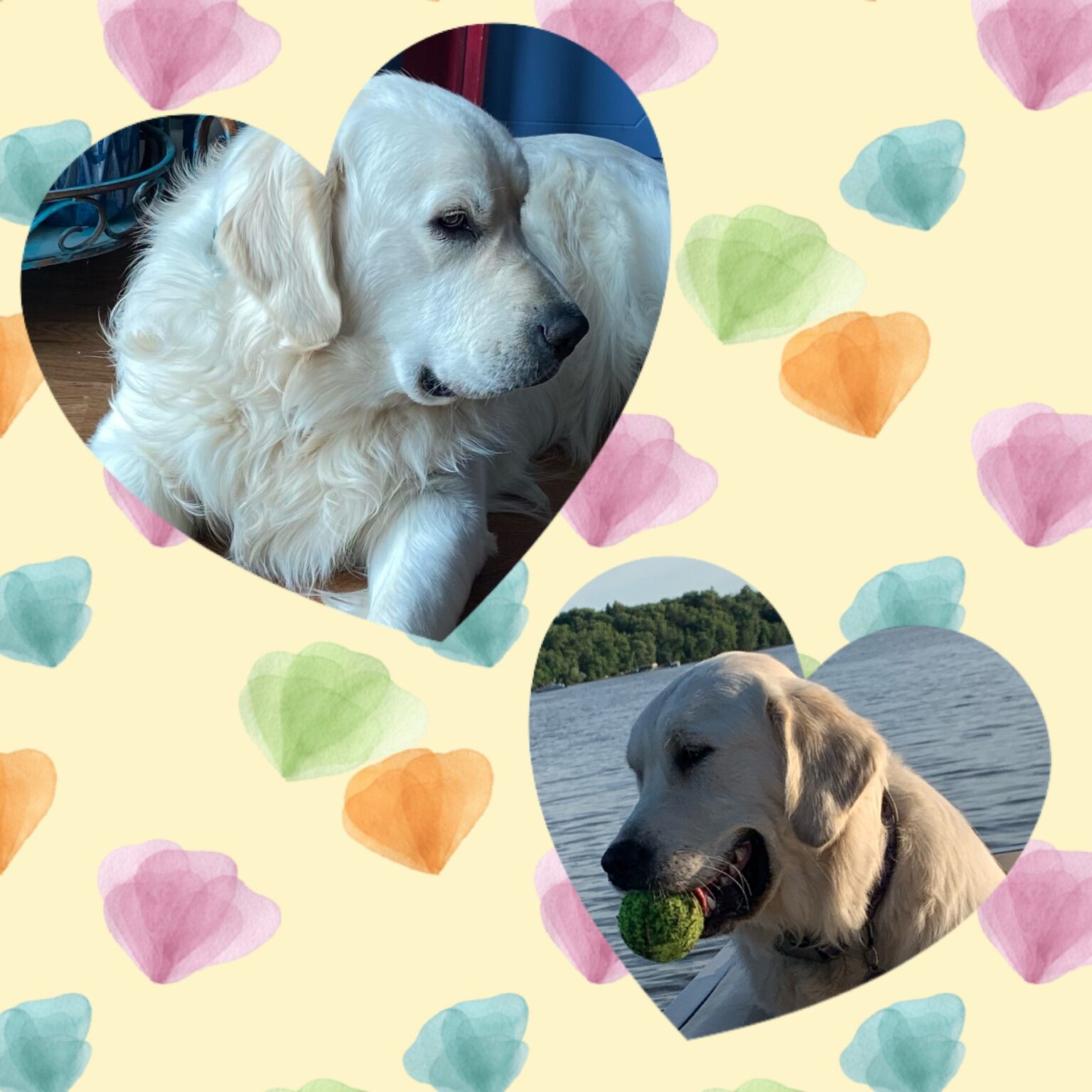 Past puppies - Fields of Gold - Golden Retrievers