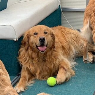 Training & More - Fields of Gold - Golden Retriever’s