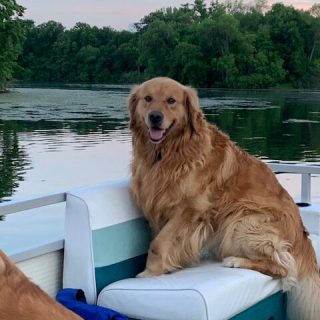 Training & More - Fields of Gold - Golden Retriever’s