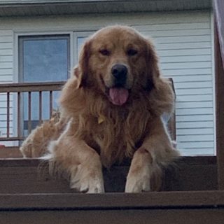 Home - Fields of Gold - Golden Retriever’s
