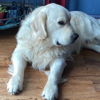 Training & More - Fields of Gold - Golden Retriever’s