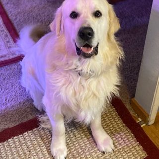 Training & More - Fields of Gold - Golden Retriever’s