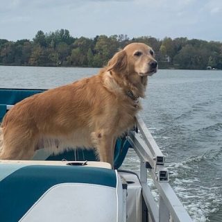 Training & More - Fields of Gold - Golden Retriever’s
