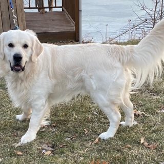 Training & More - Fields of Gold - Golden Retriever’s