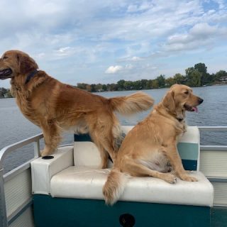Female Dogs - Fields of Gold - Golden Retriever’s