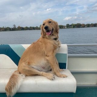 Training & More - Fields of Gold - Golden Retriever’s