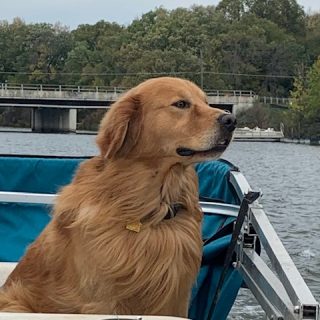 Training & More - Fields of Gold - Golden Retriever’s